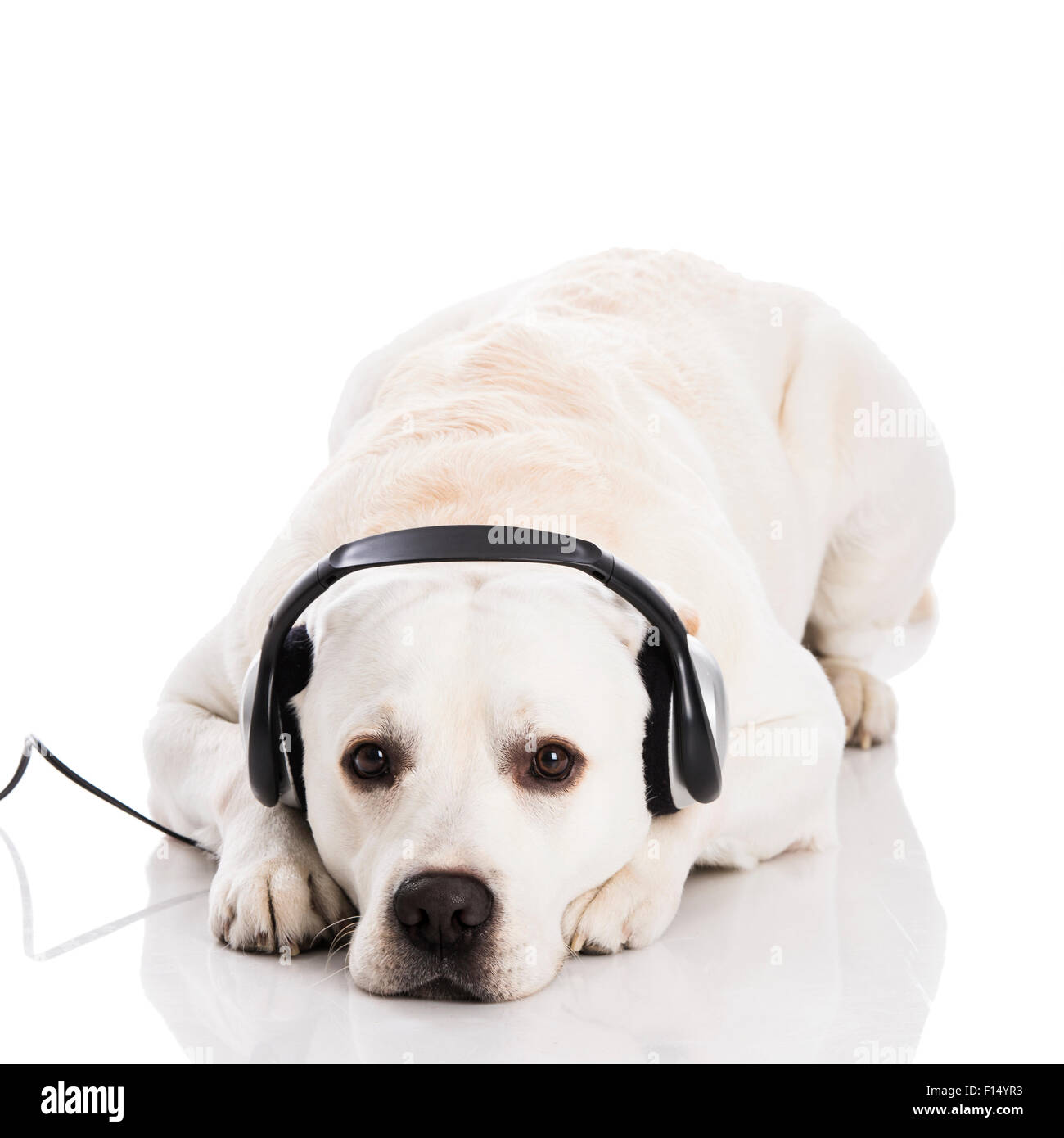 Beautiful labrador dog lying and listen music Stock Photo - Alamy