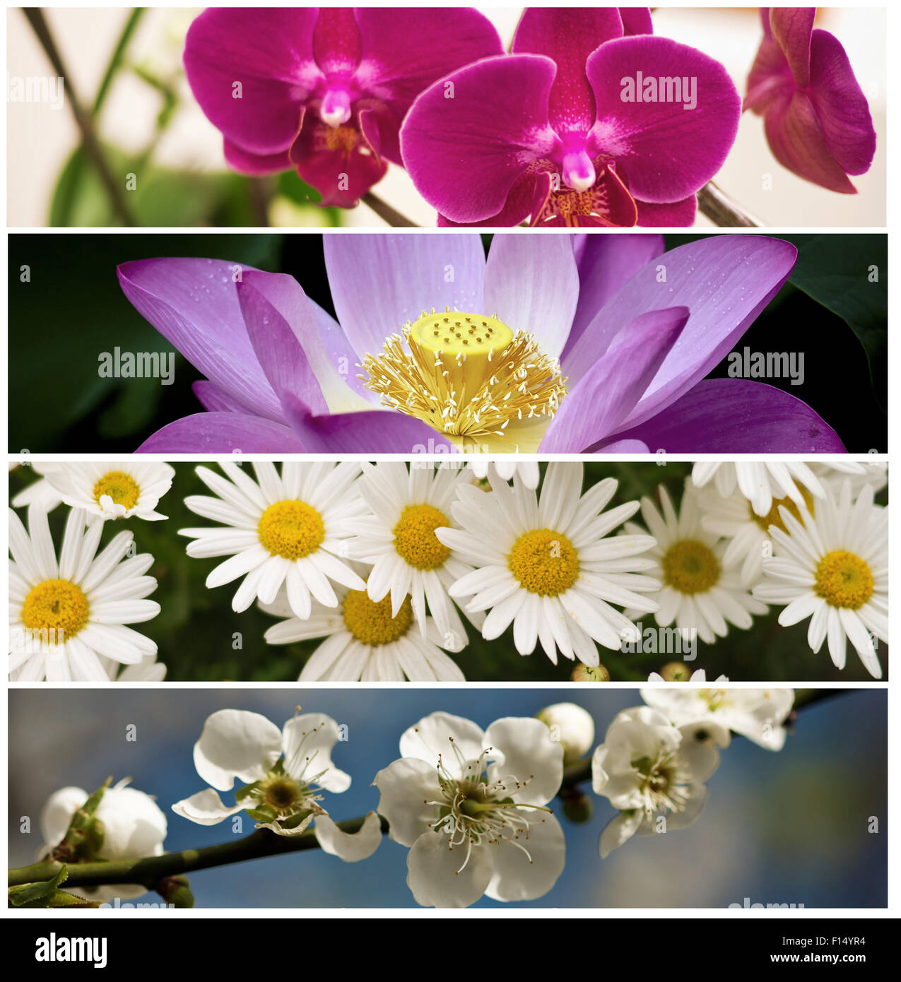 collection of Four season conceptual collage with chinese tradition ...