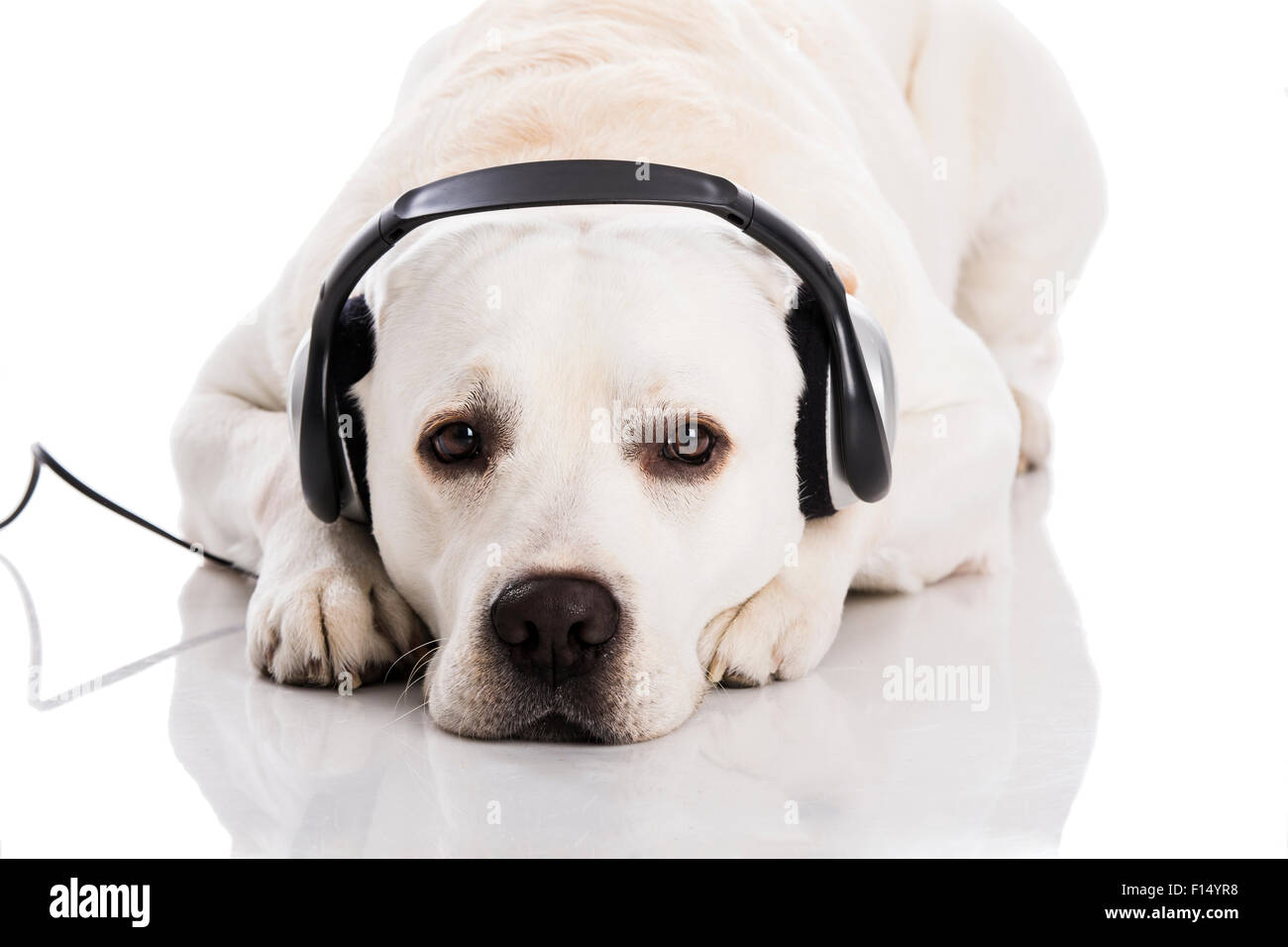 Listen dog hi-res stock photography and images - Alamy