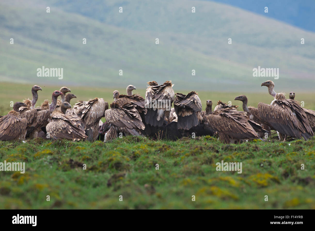 Himalayan griffon vultures (Gyps himalayensis) flock scavenging ...