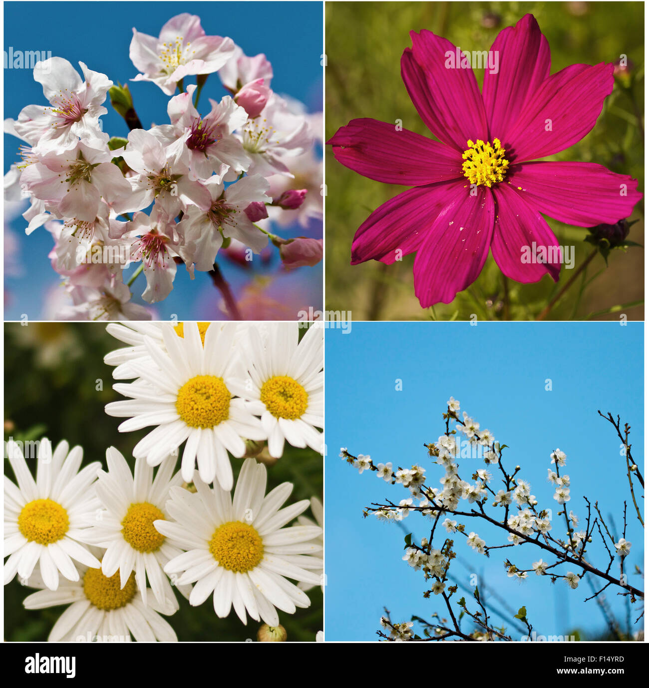 Four seasons collage spring summer hi-res stock photography and images ...