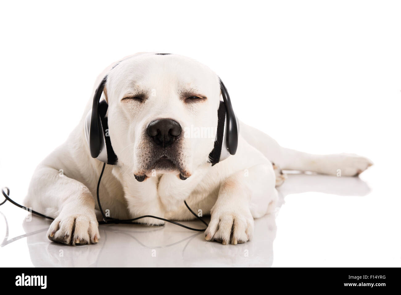 Dog with headphones hi-res stock photography and images - Alamy