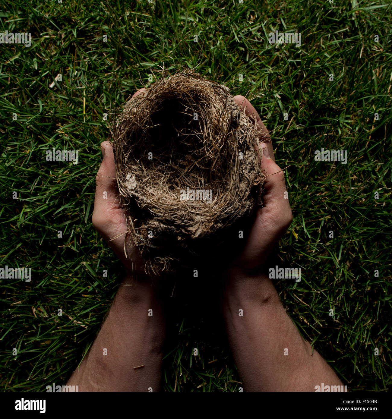 Hands holding empty animals nest hi-res stock photography and images ...