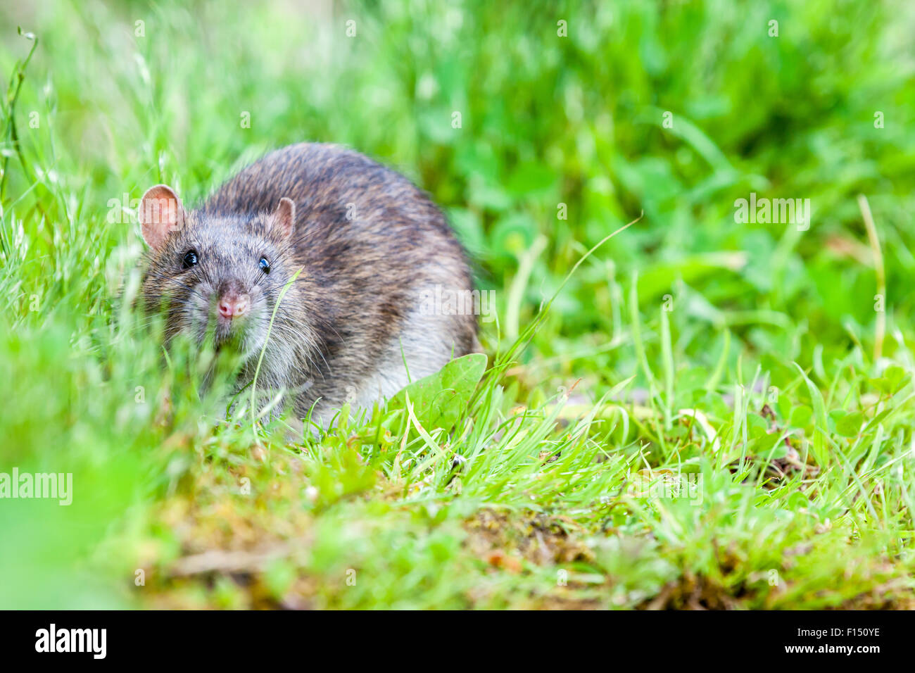 Rat eating in grass hi-res stock photography and images - Alamy