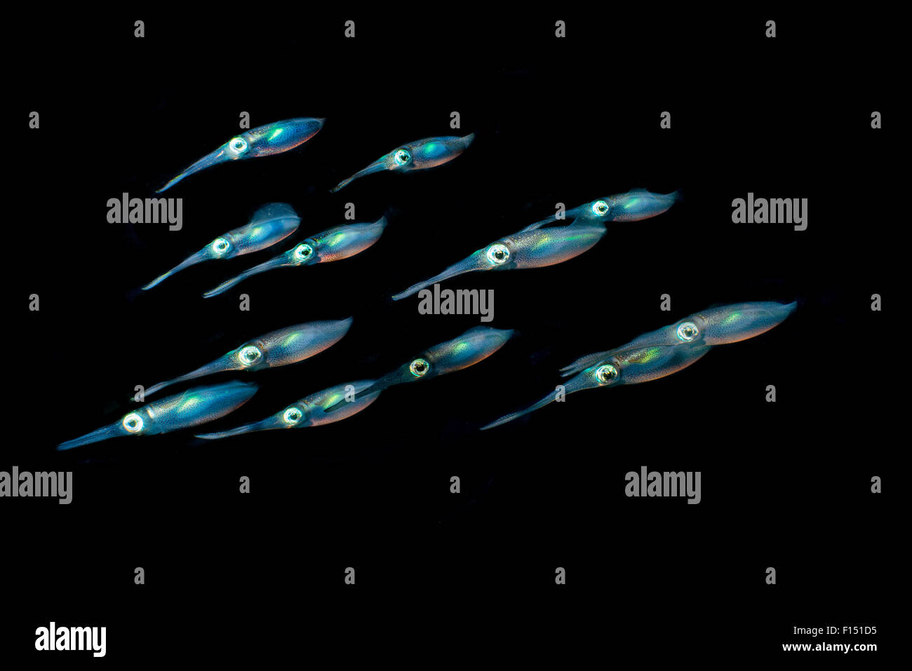 Myopsida squid indian ocean hi-res stock photography and images - Alamy