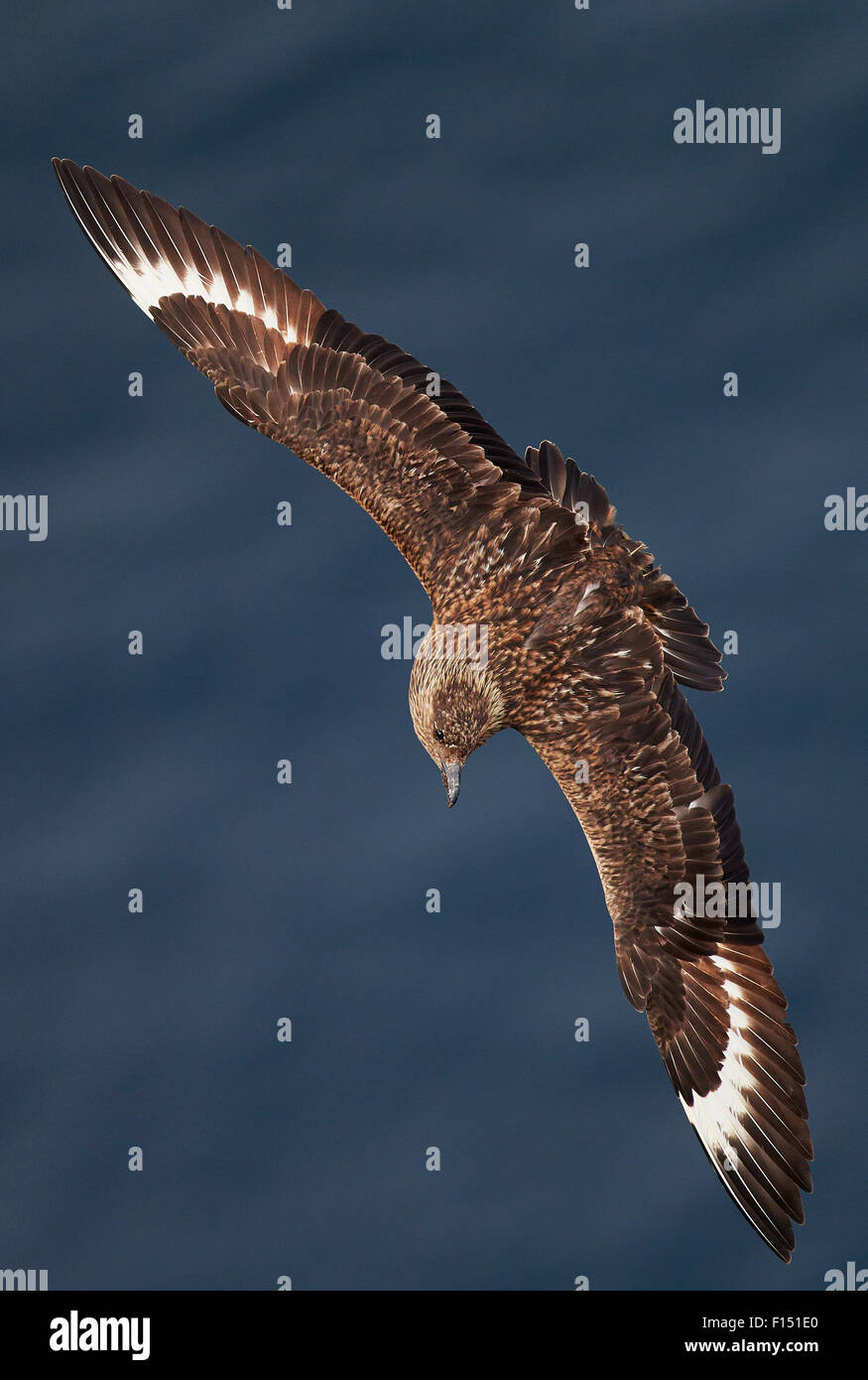 Great skuas catharacta skua hi-res stock photography and images - Alamy