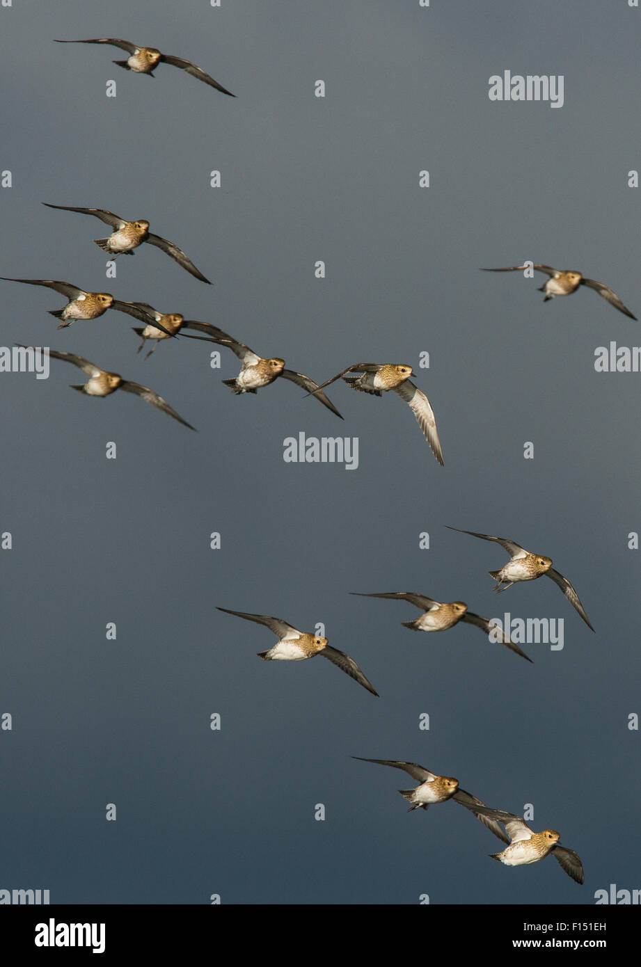 Golden plover uk autumn hi-res stock photography and images - Alamy