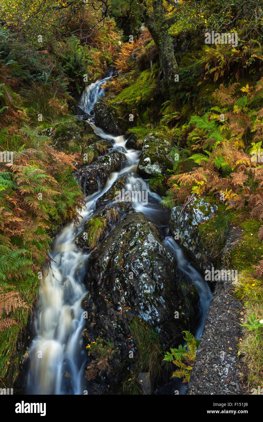 Ferns in snowdonia national park hi-res stock photography and images ...