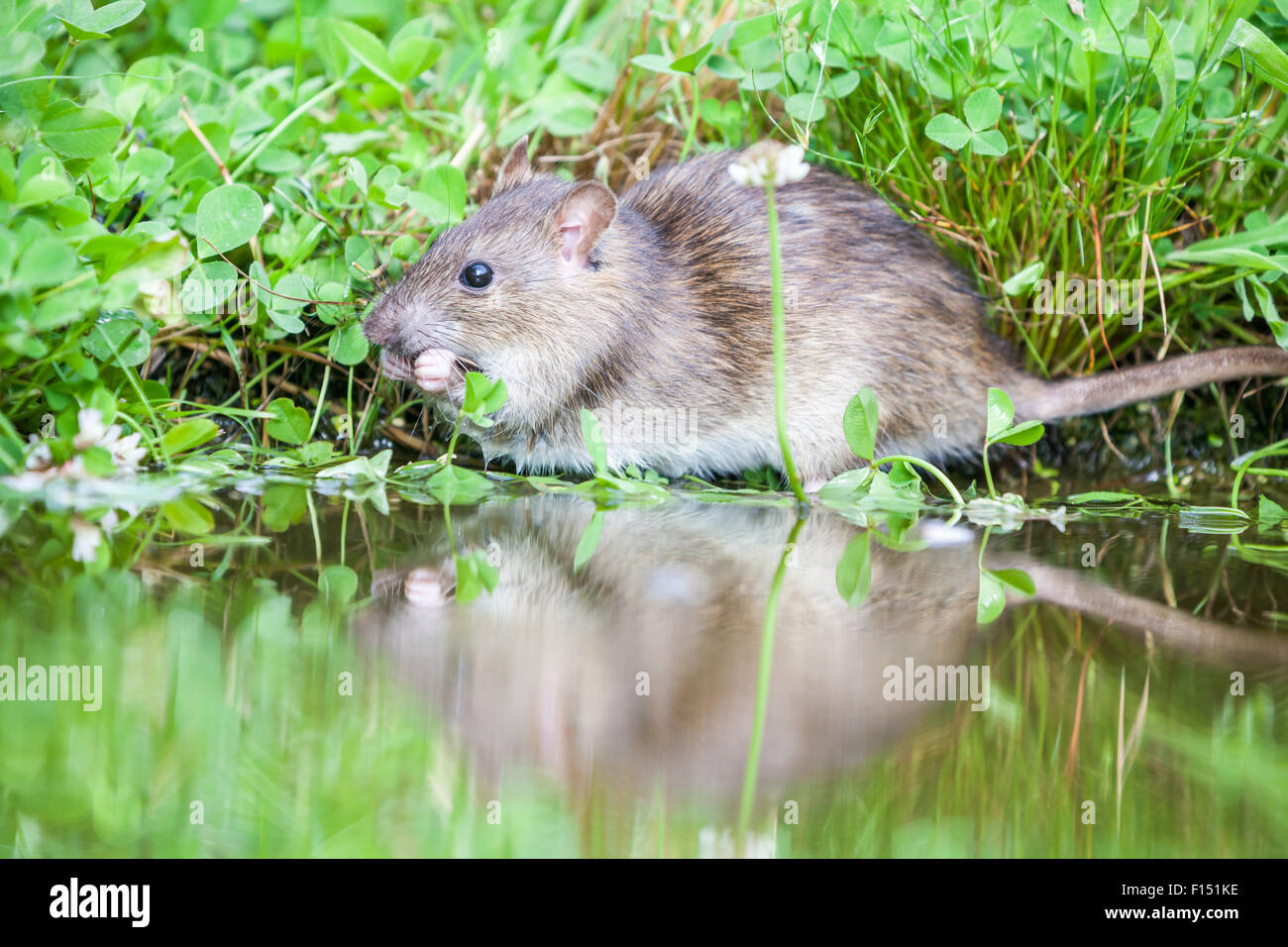 Wild animal border hi-res stock photography and images - Alamy