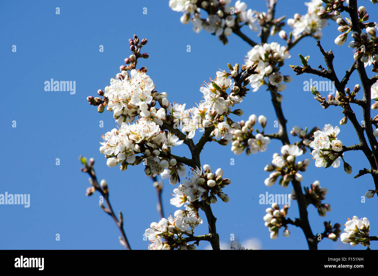 Blackthorn prunus spinosa close up leaves hi-res stock photography and ...