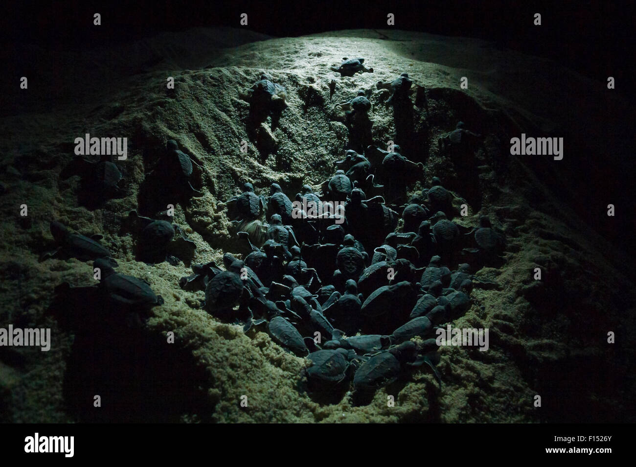 Hatchlings hi-res stock photography and images - Alamy