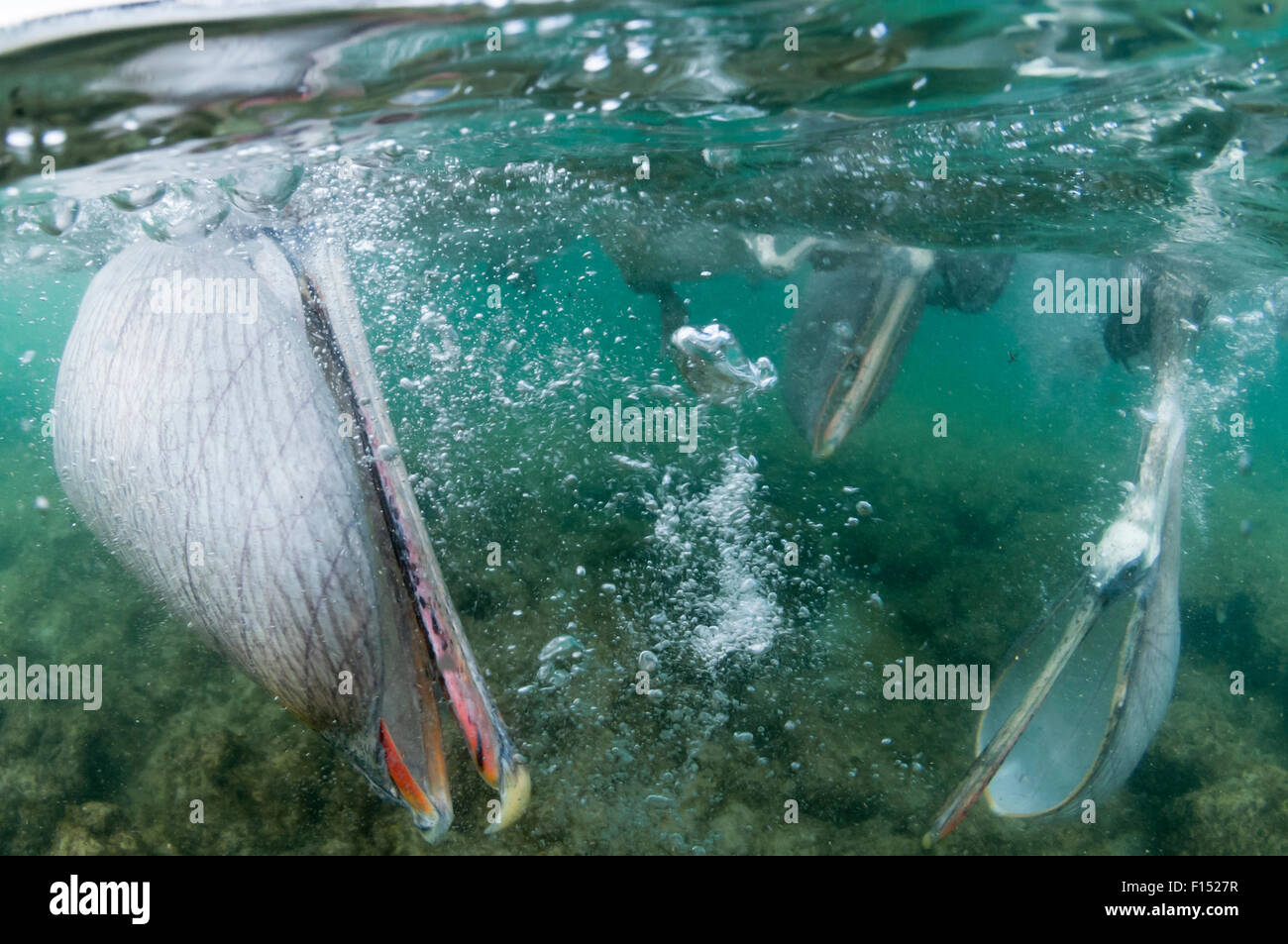 Brown pelicans (Pelecanus occidentalis) feeding underwater, with throat ...