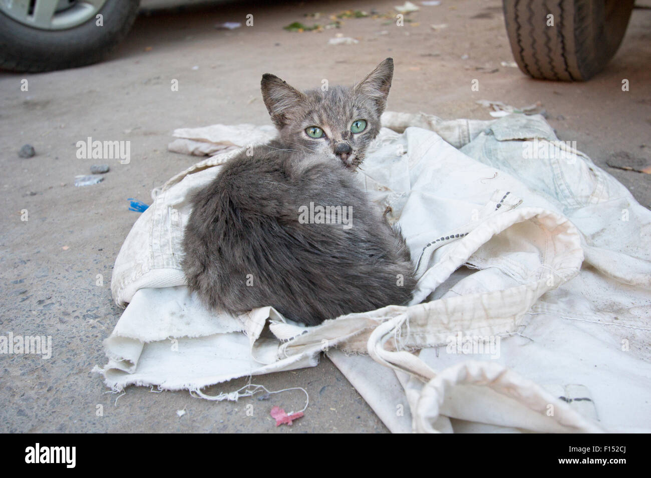 Homeless cat at road Stock Photo - Alamy
