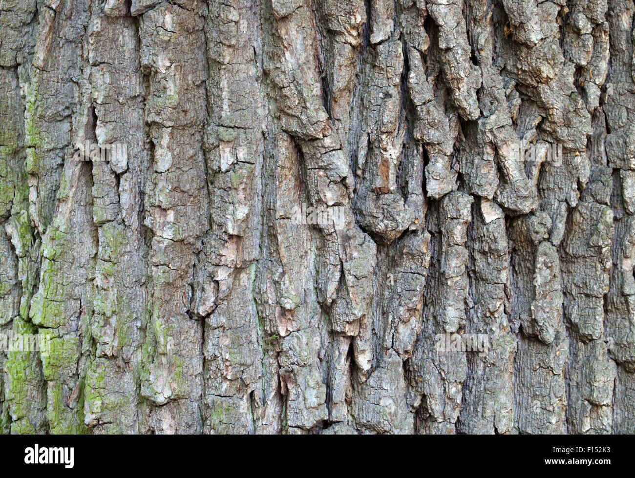 detail of oak tree bark Stock Photo - Alamy