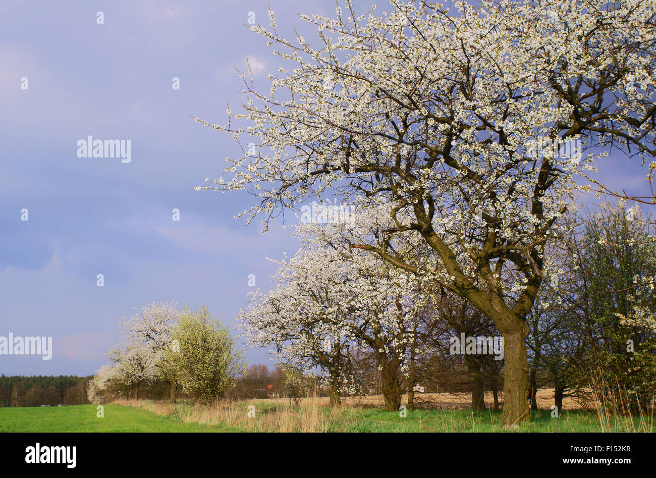 White flowering trees hi-res stock photography and images - Alamy