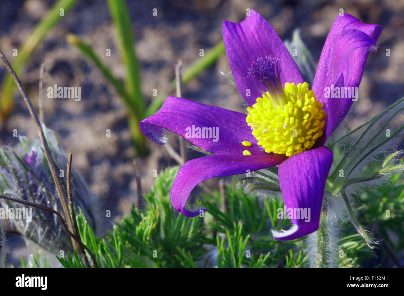 Pasque Flower in spring in the garden Stock Photo - Alamy