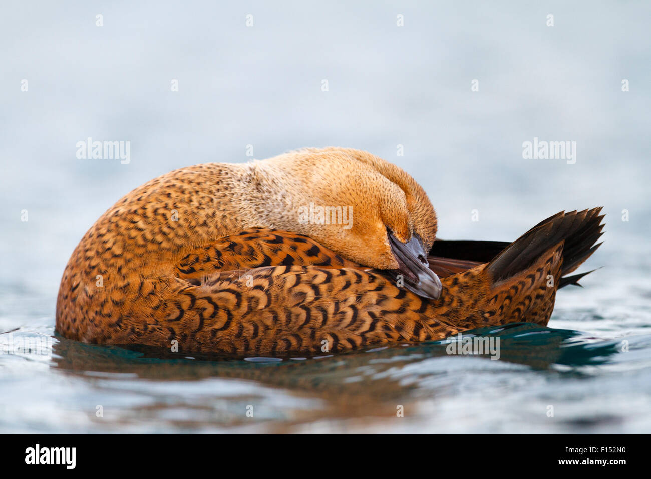 Female King eider (Somateria spectabilis) preening, Batsfjord, Norway ...