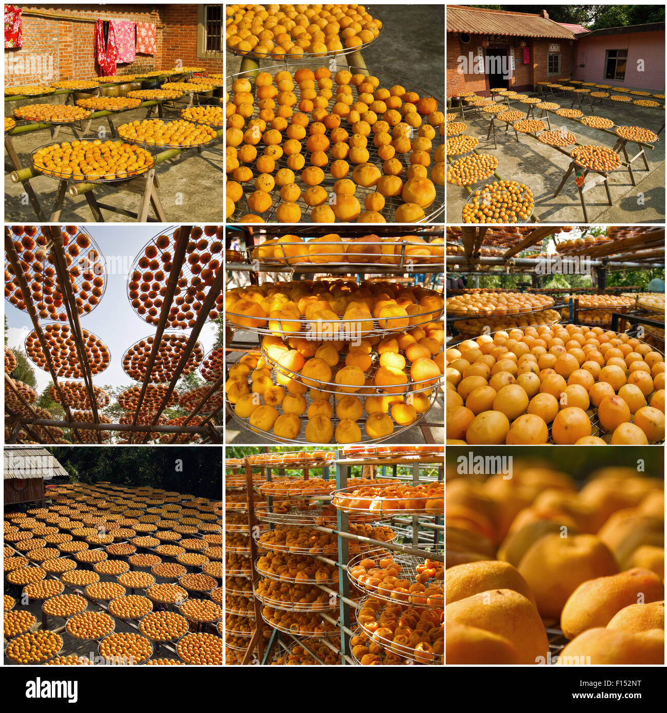 collection of persimmons farm Stock Photo - Alamy