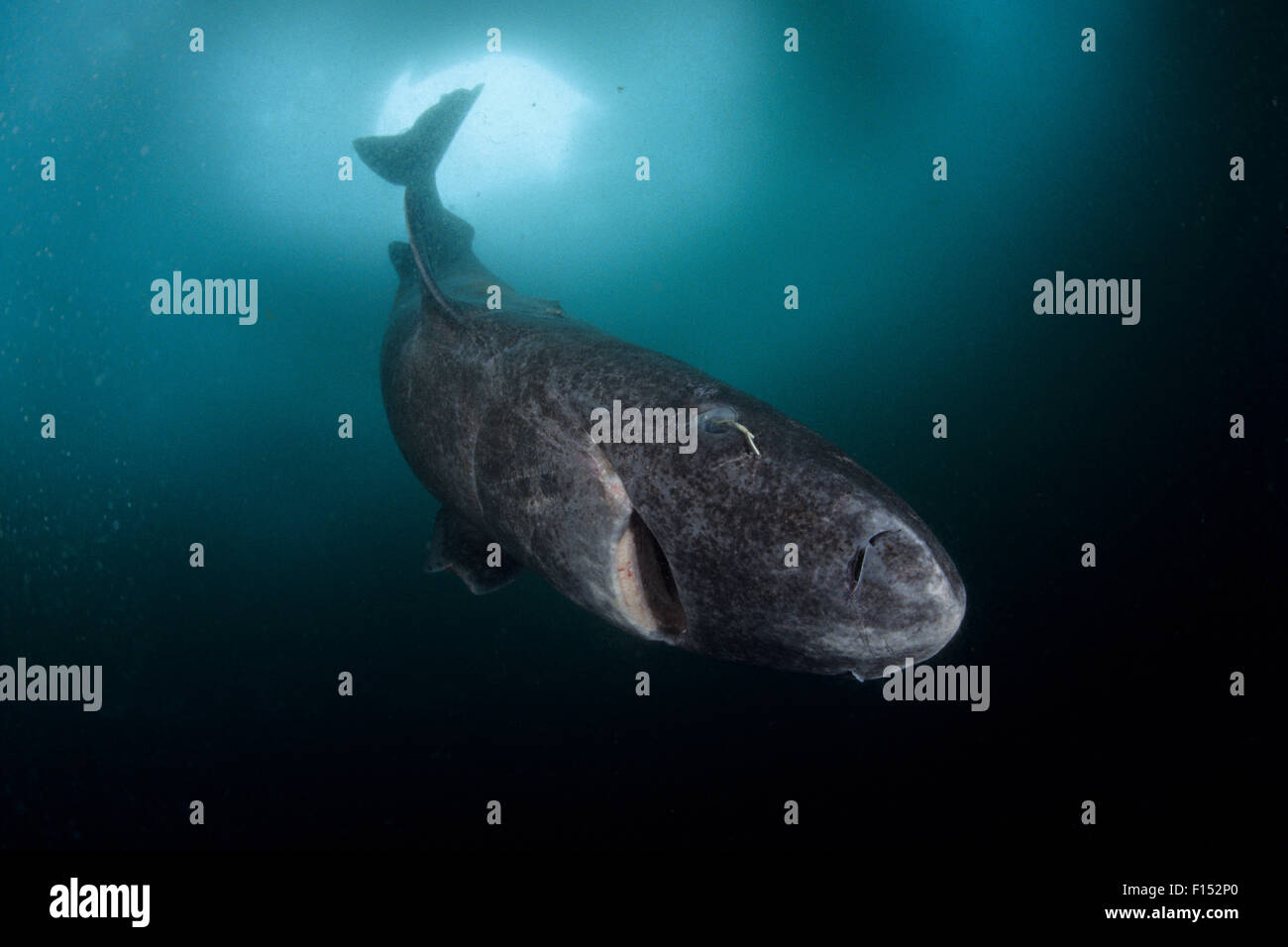 Greenland shark (Somniosus microcephalus) with parasitic copepod ...