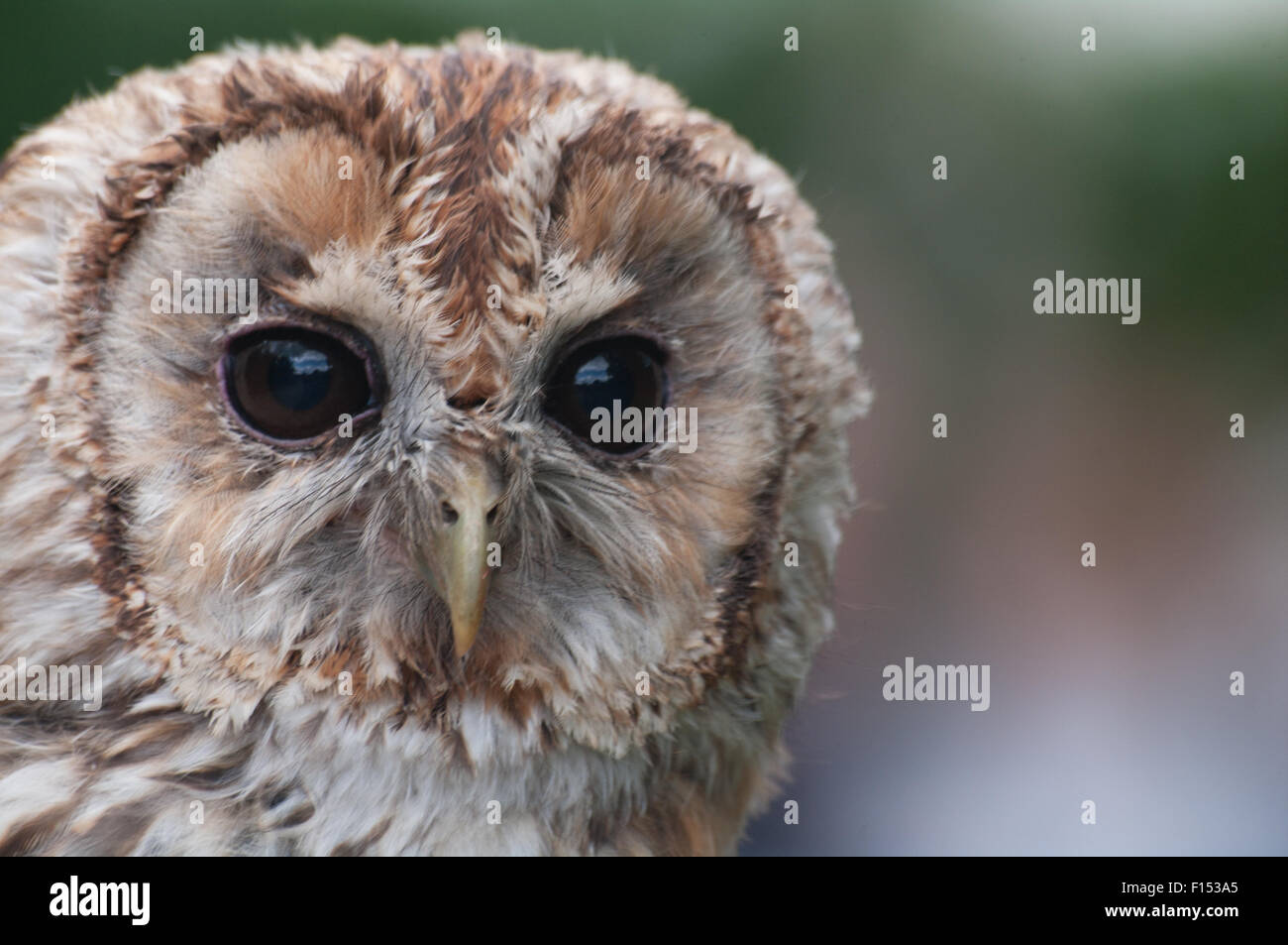 TAWNY OWL, Strix Aluco Stock Photo - Alamy
