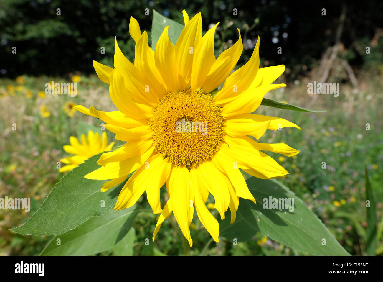 Sunflowers flowering in summer Stock Photo - Alamy