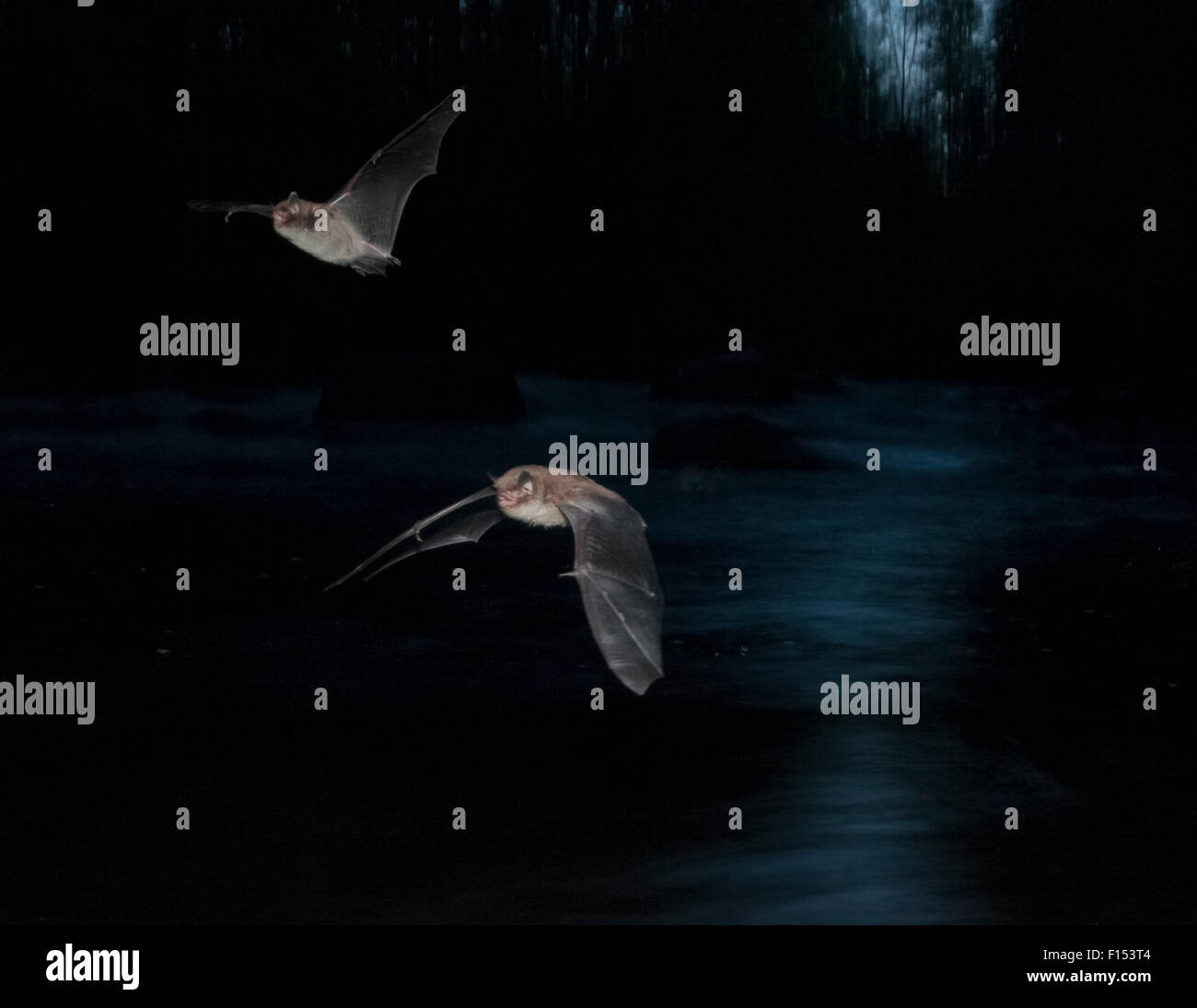 Daubenton's bat (Myotis daubentonii) two in flight over a small river ...