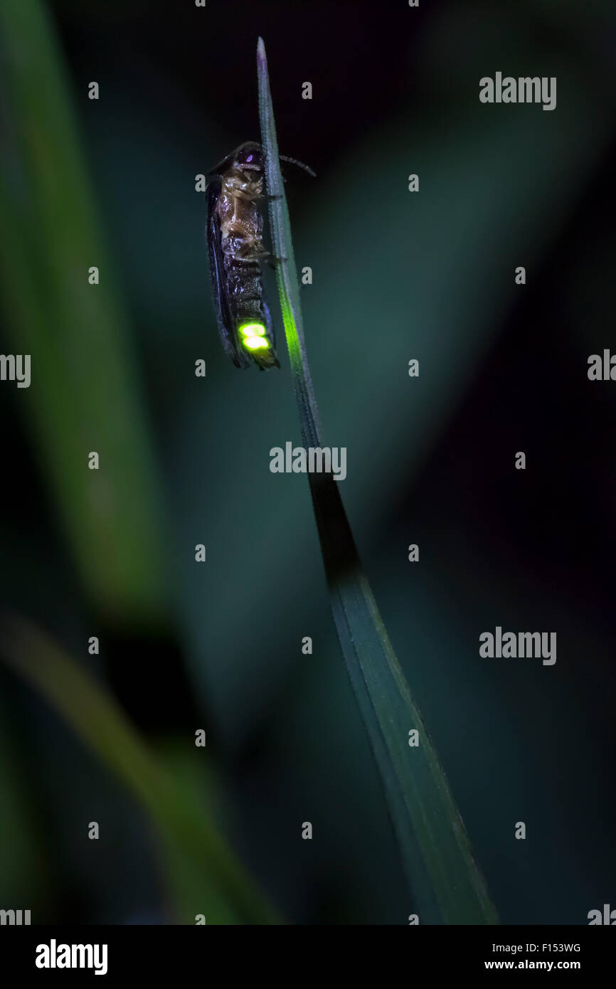 Firefly insect air hi-res stock photography and images - Alamy