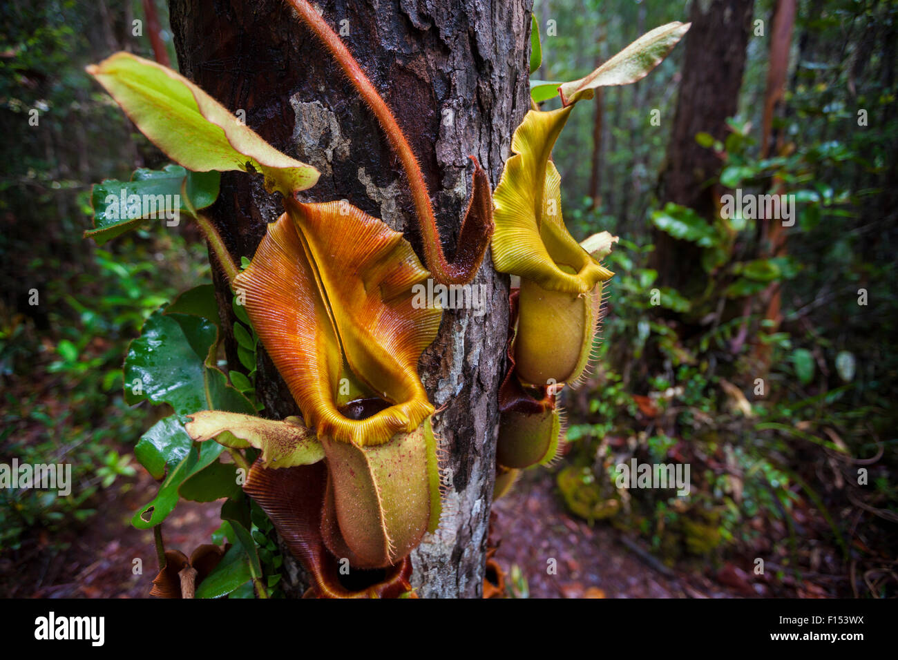 Large aerial pitchers of Veitch's pitcher plant (Nepenthes veitchii ...