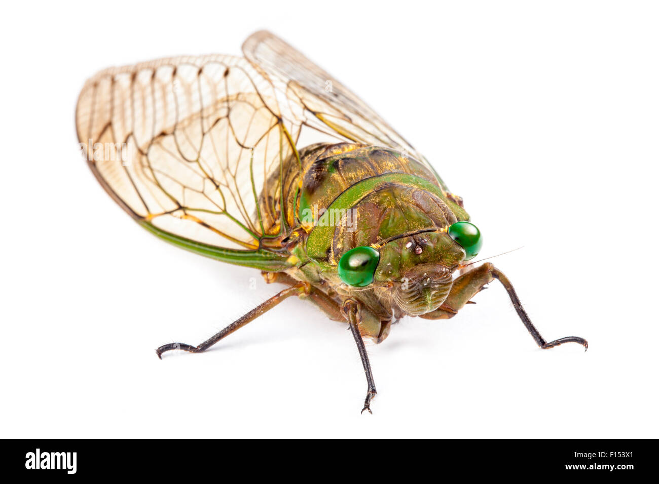 Cicadas auchenorrhyncha homoptera Cut Out Stock Images & Pictures - Alamy