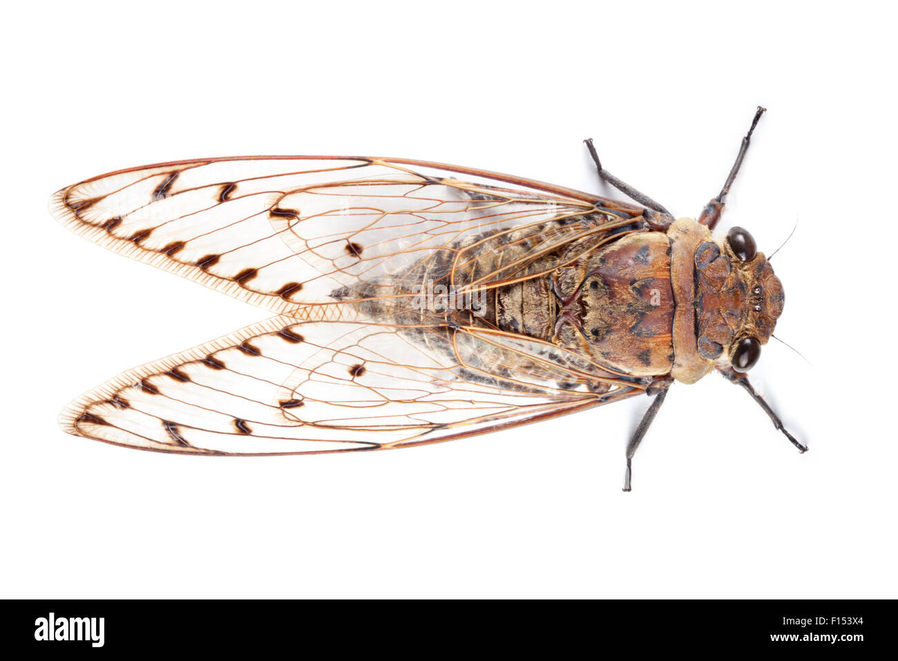 Cicada (Pomponia sp) Maliau Basin, Sabah, Borneo Stock Photo - Alamy