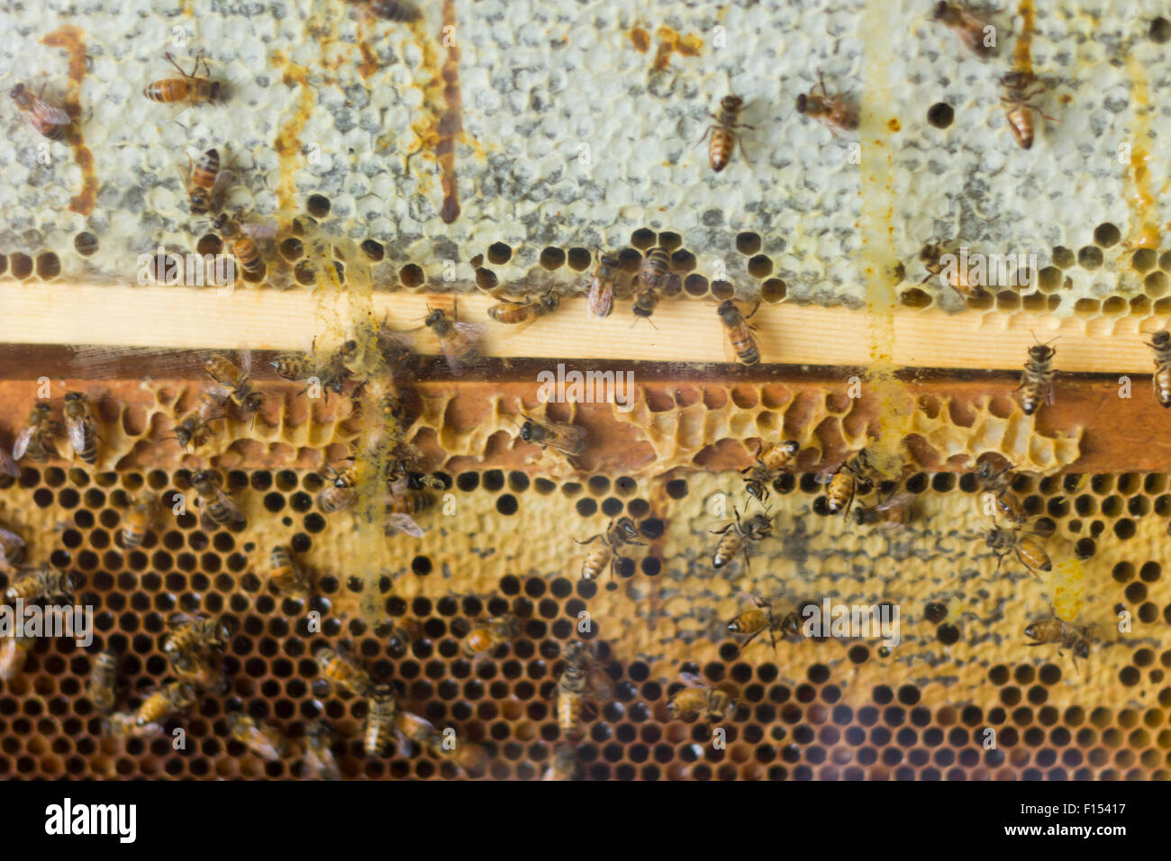 Closeup of worker bees in cross section of beehive display Stock Photo ...
