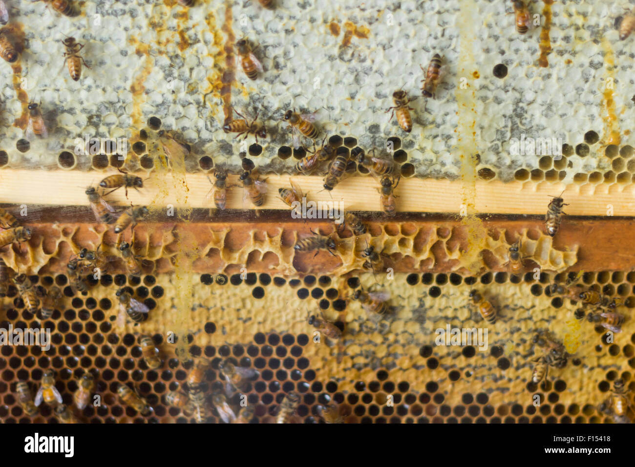Closeup of worker bees in cross section of beehive display Stock Photo ...