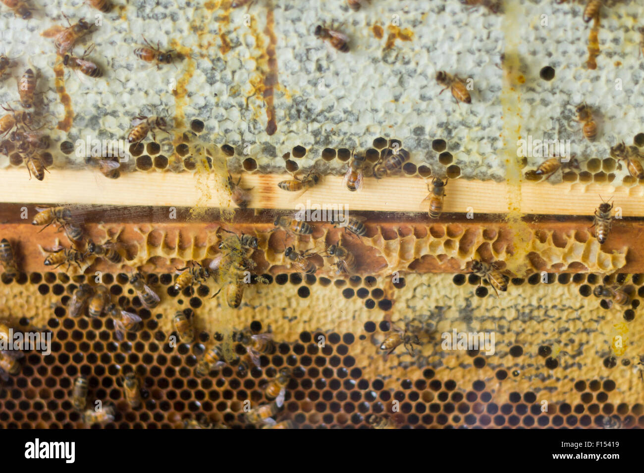 Closeup of worker bees in cross section of beehive display Stock Photo ...