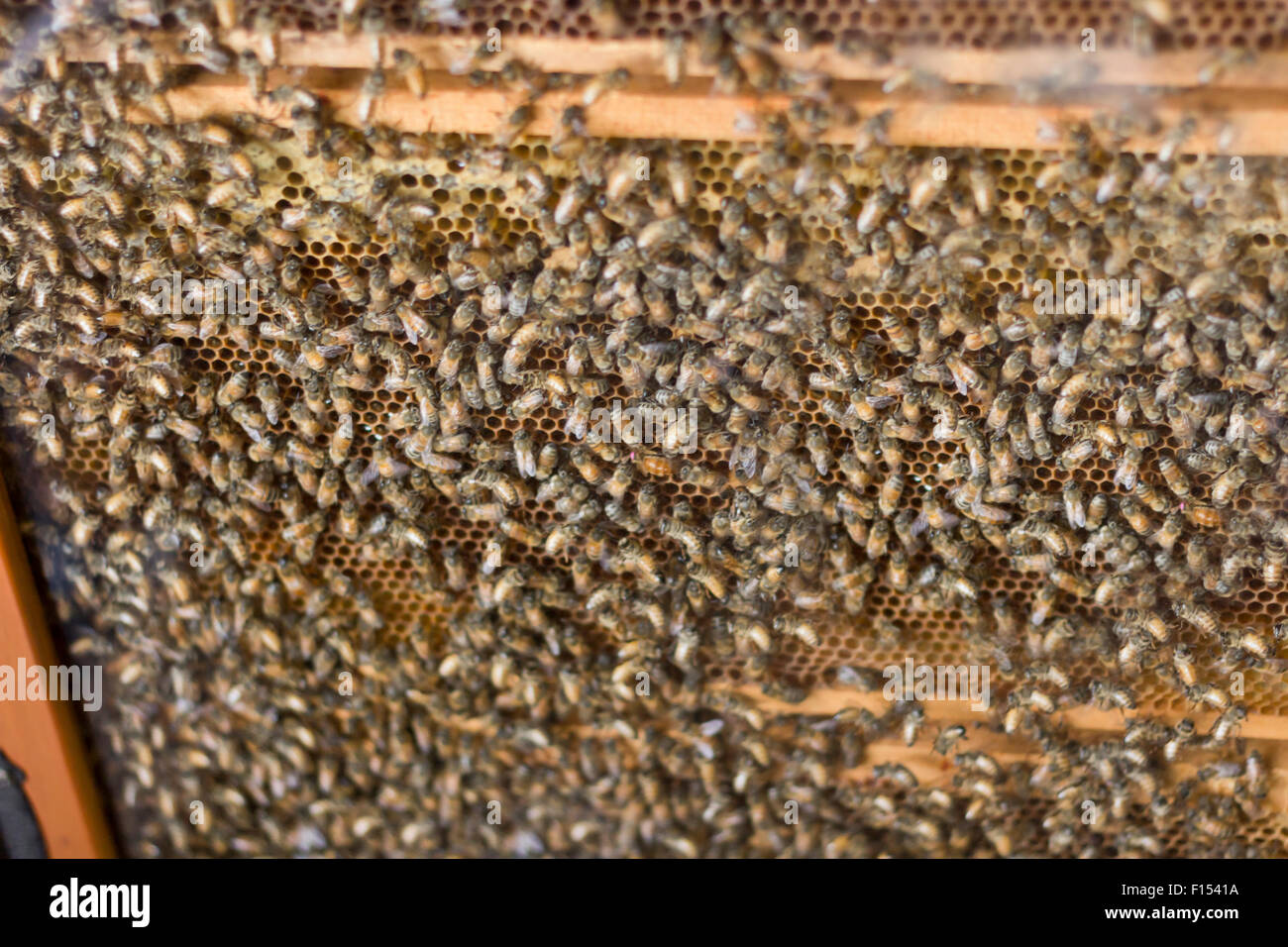 Hexagonal cross section hi-res stock photography and images - Alamy