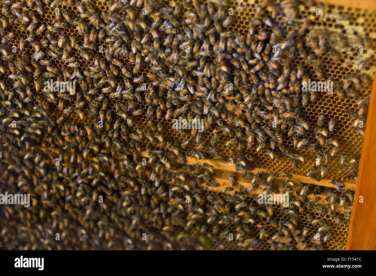 Closeup of worker bees in cross section of beehive display Stock Photo ...