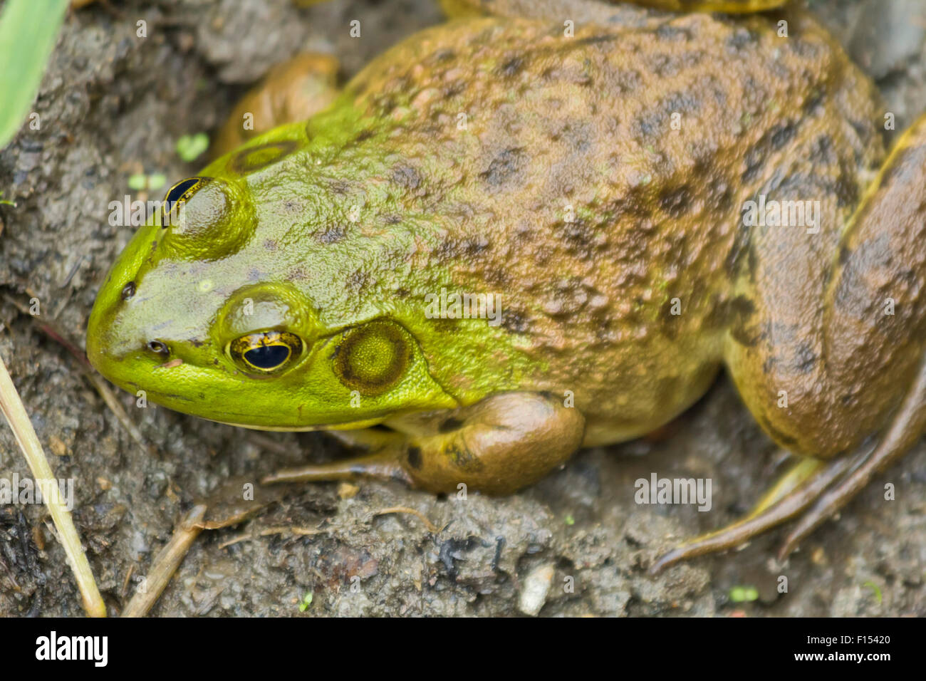 Muddy green bull frog resting in its natural habitat Stock Photo - Alamy