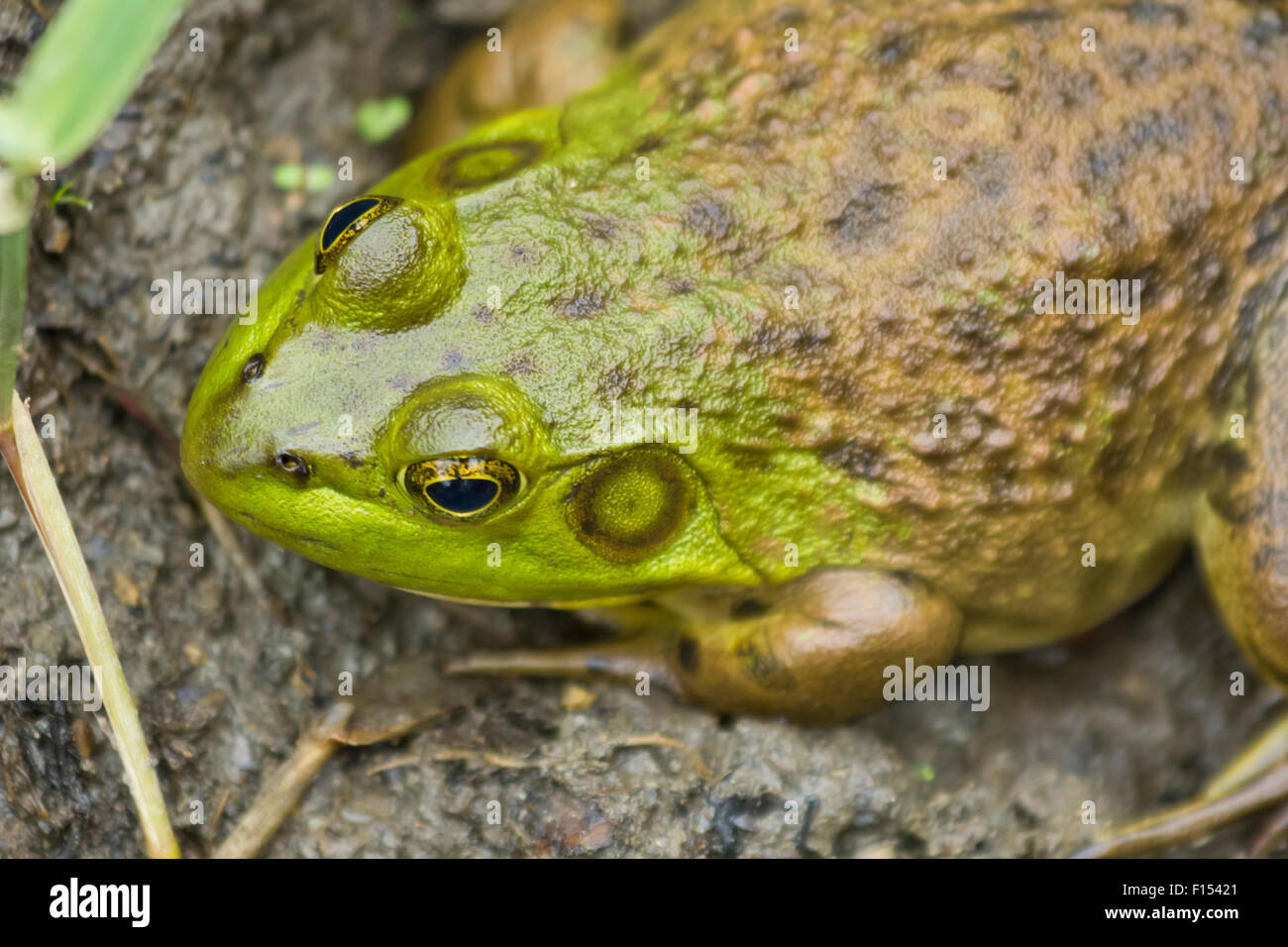Muddy green bull frog resting in its natural habitat Stock Photo - Alamy