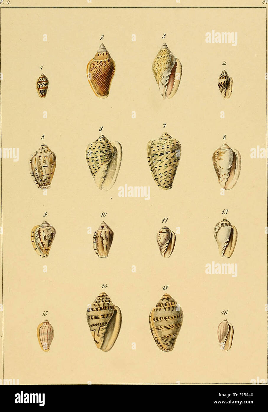 Illustrations shell hi-res stock photography and images - Alamy