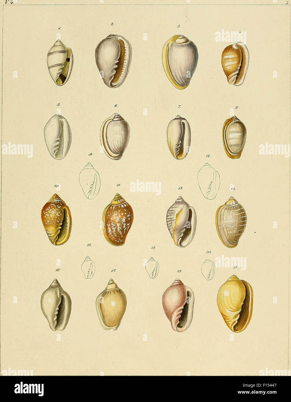 Shell Patterns High Resolution Stock Photography and Images - Alamy