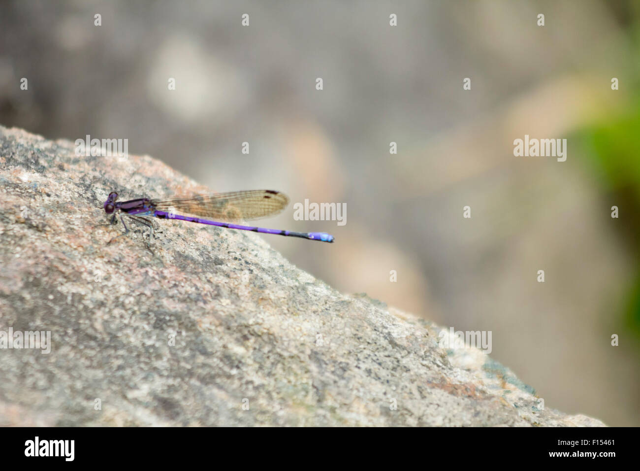 Dragon rock landing hi-res stock photography and images - Alamy