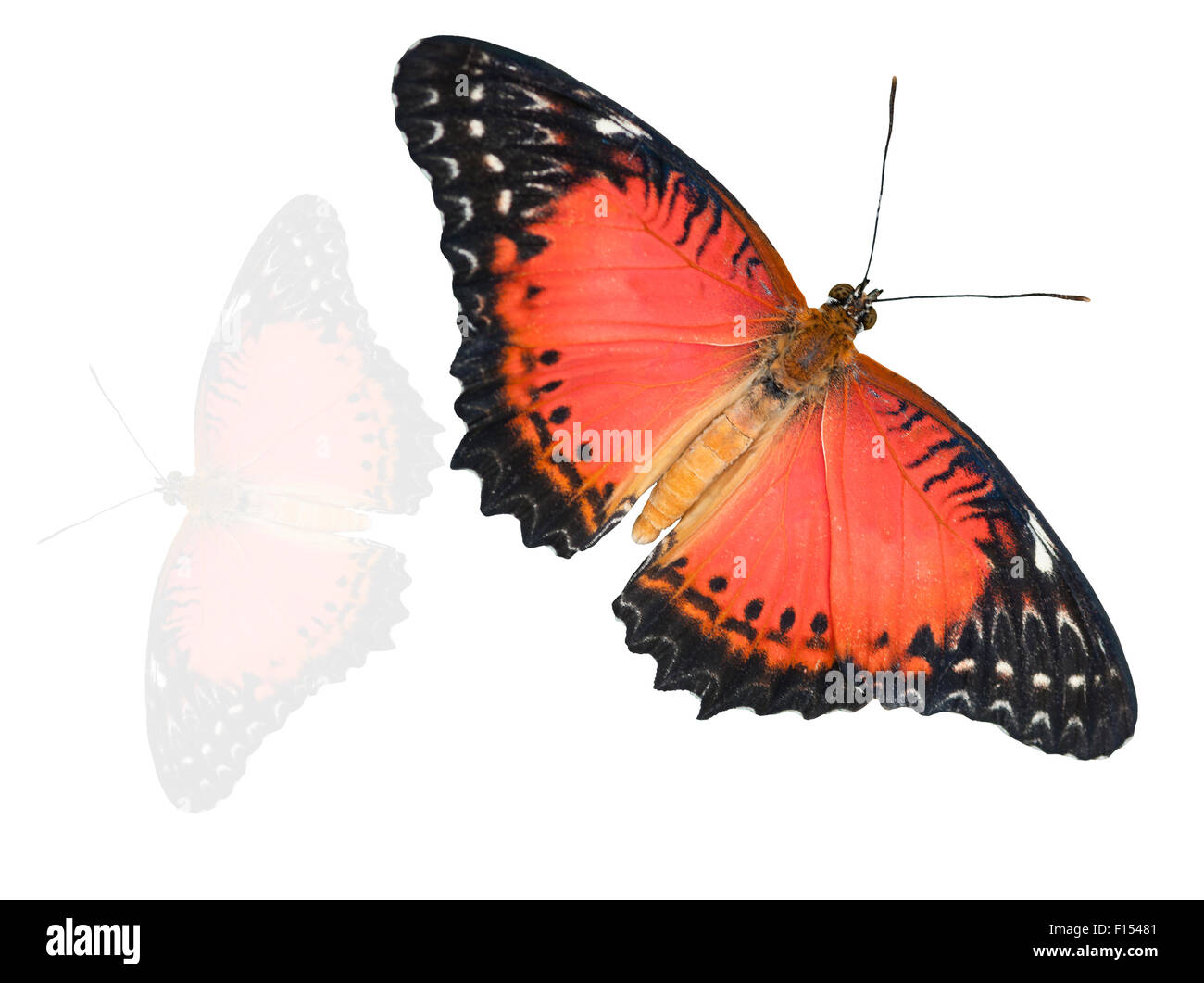 Butterfly flying hi-res stock photography and images - Alamy