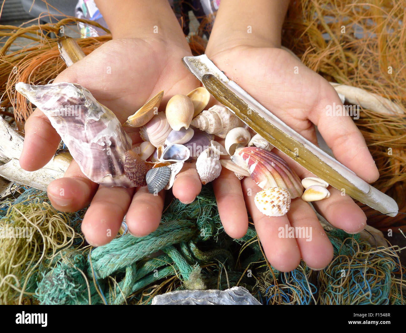 holding shells in both hands Stock Photo - Alamy