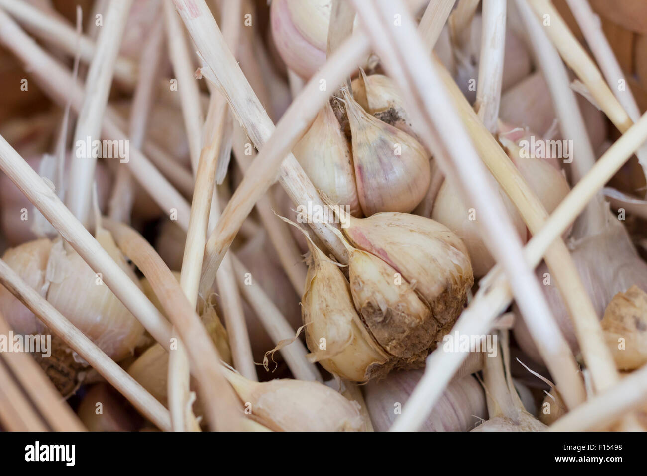Close up garlic display with stems at farmers street market Stock Photo ...