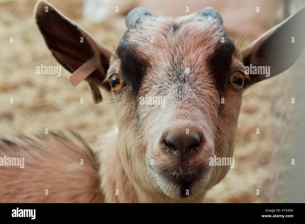 Portrait close up farm brown goat looking at camera Stock Photo - Alamy