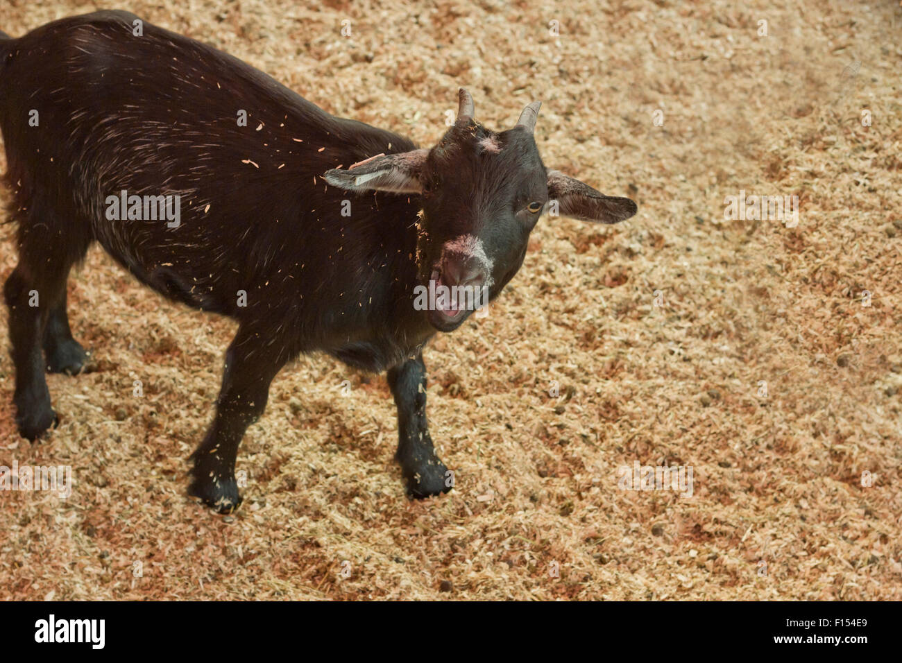 Dirty goat hi-res stock photography and images - Alamy