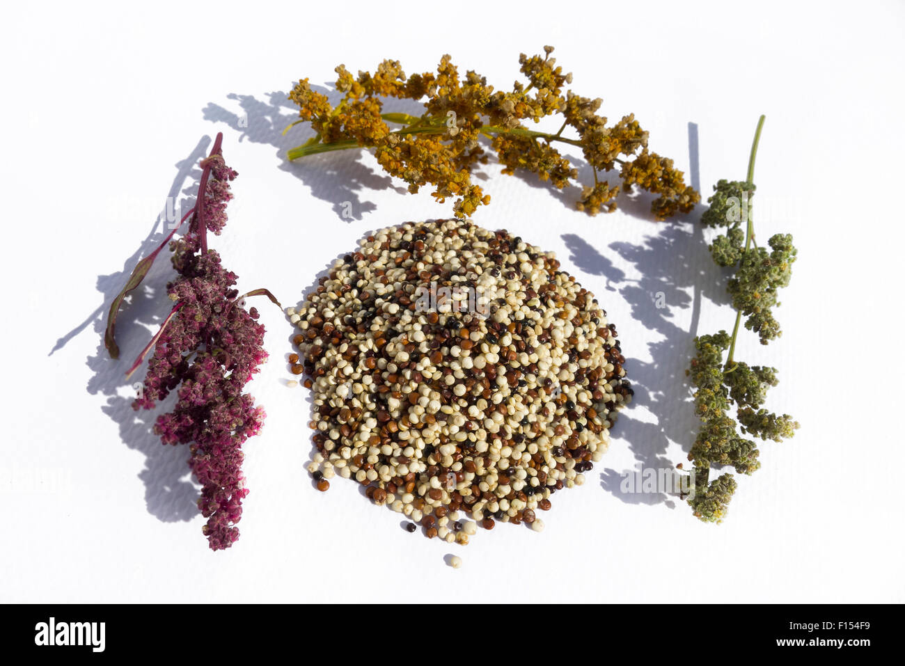 Quinoa plant hi-res stock photography and images - Alamy