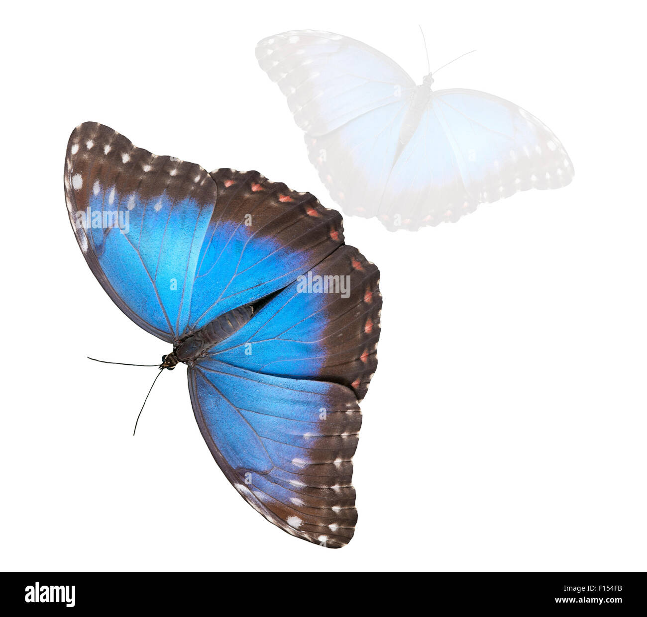 butterfly flying isolated with shadow Stock Photo - Alamy