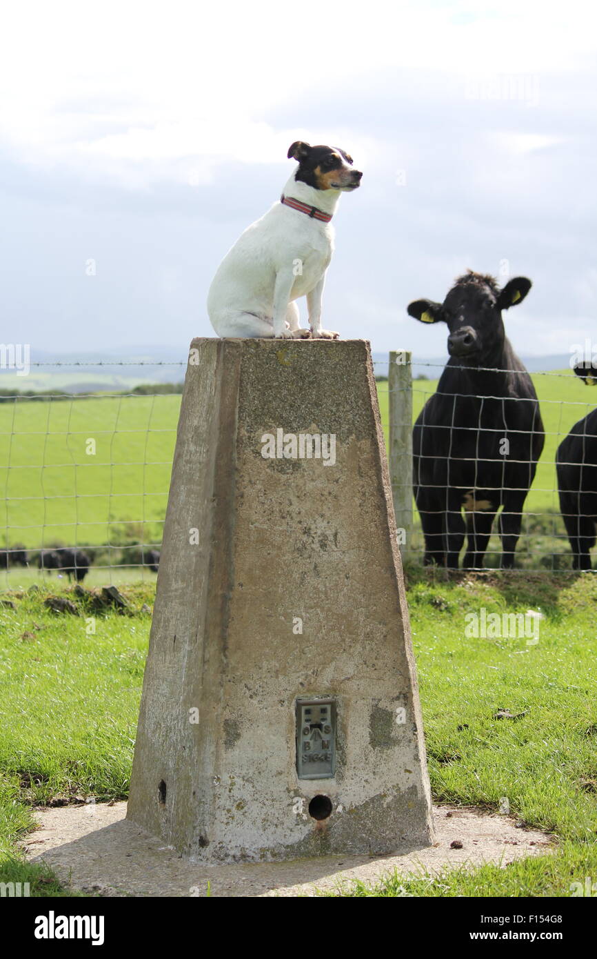 Badger the jack russell terrier surveys the hills above Aberystwyth ...