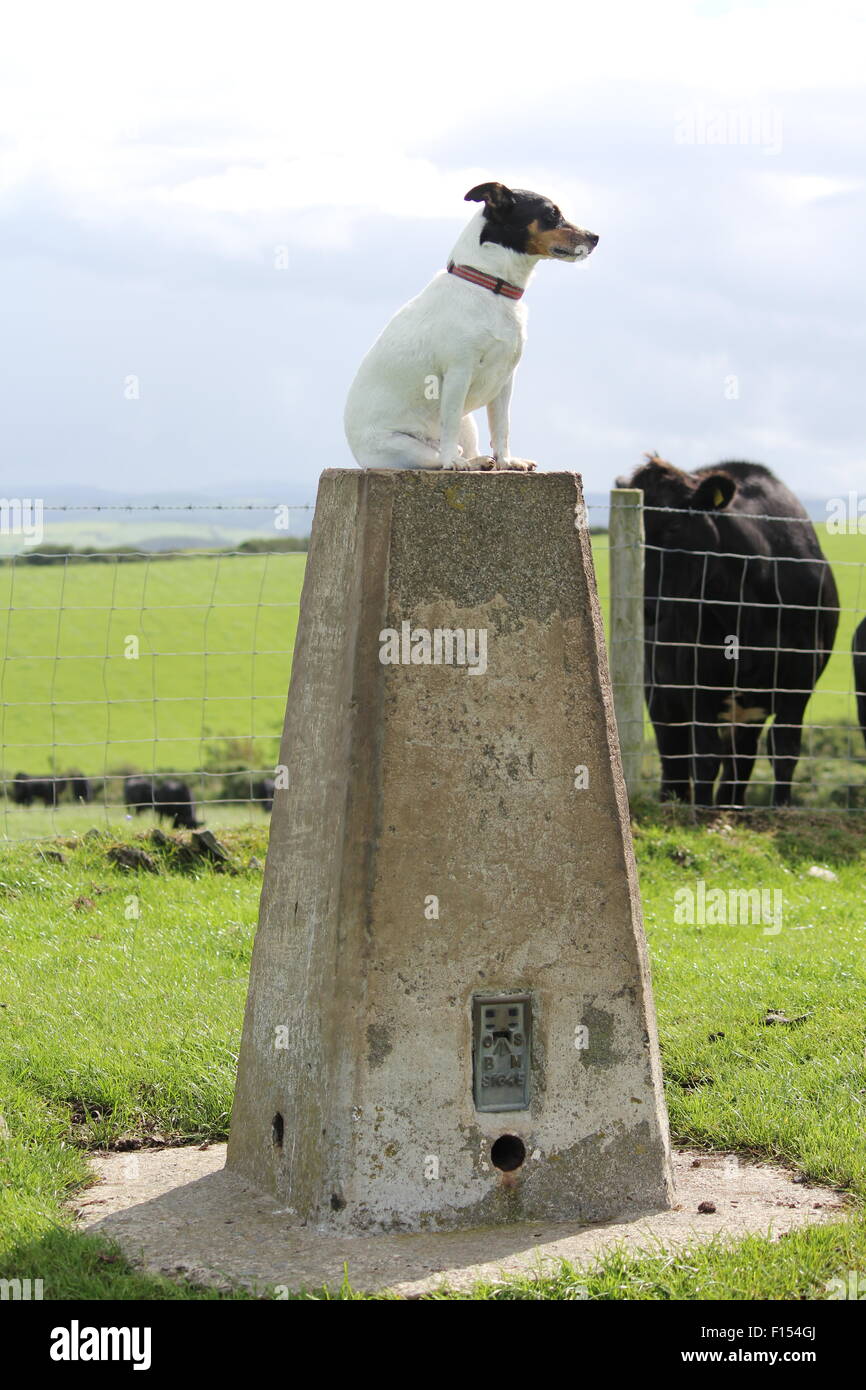 Badger the jack russell surveys the hills above Aberystwyth Wales UK ...