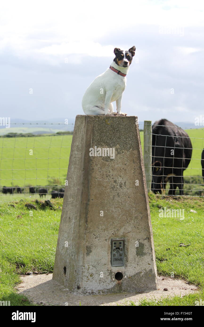 Badger the jack russell surveys the hills above Aberystwyth Wales UK ...